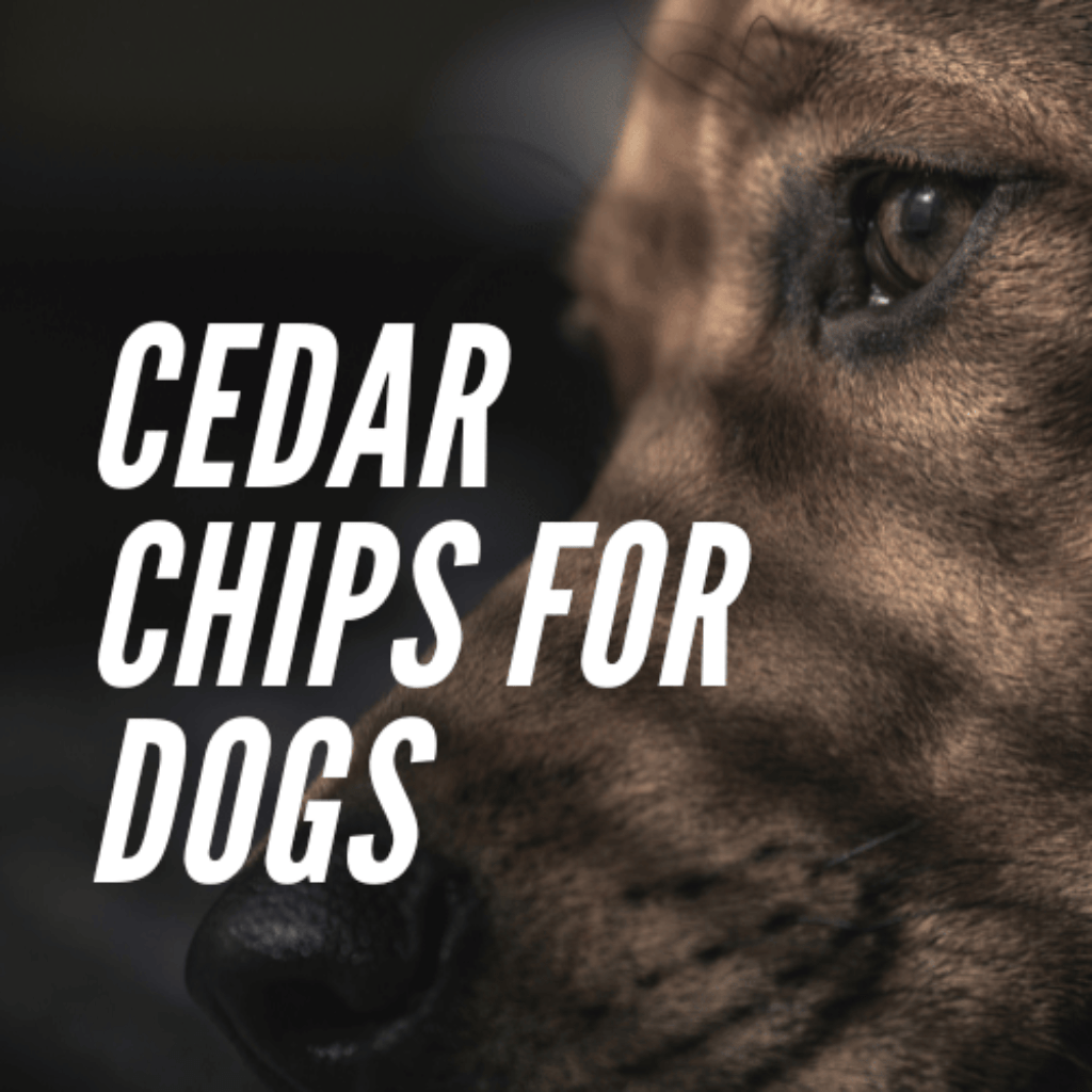 Everything You Must Know About Cedar Chips for Dogs