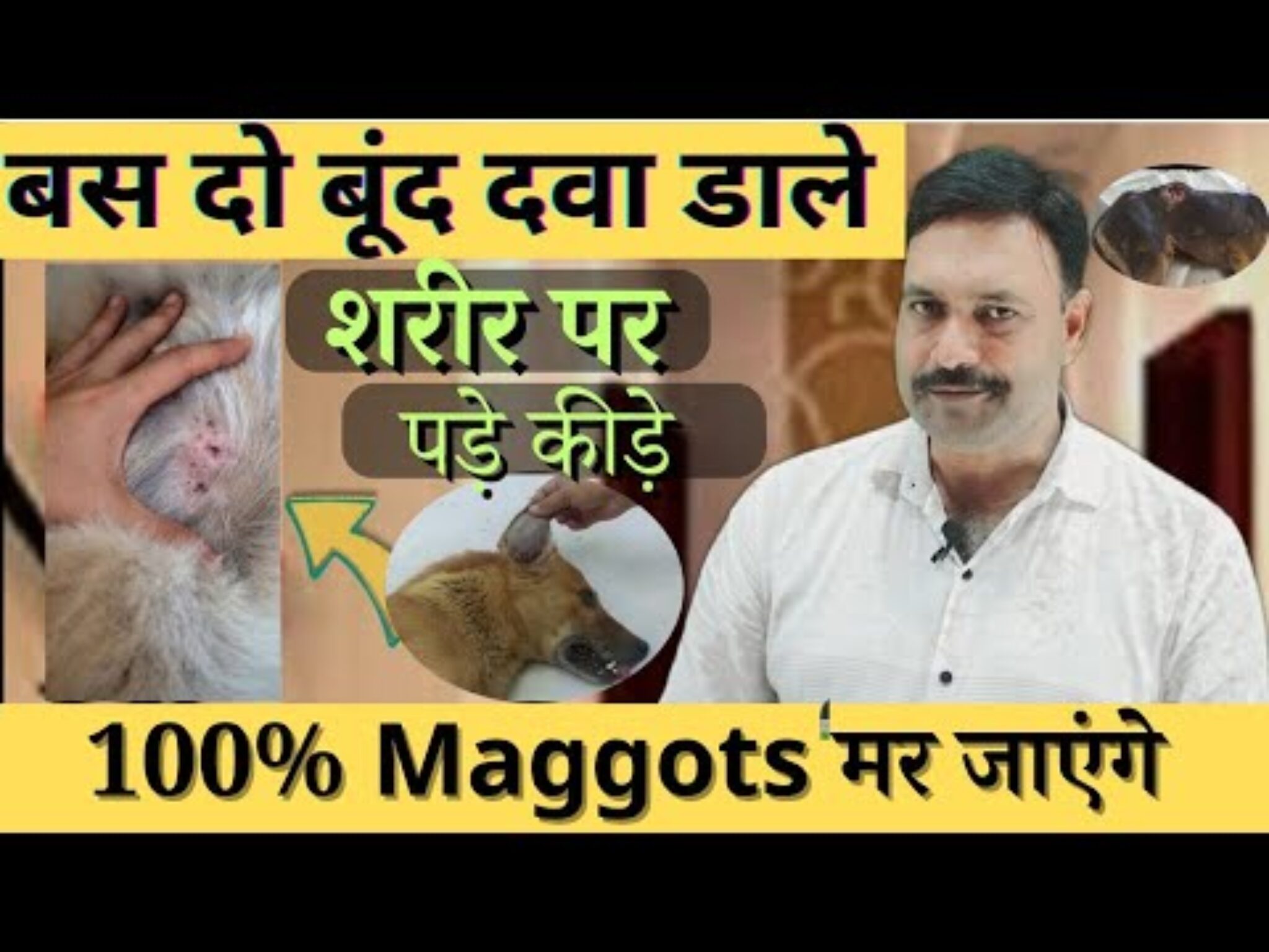 Remove Maggots from Dogs Safely: Quick & Effective Methods Remove Maggots from Dogs Safely: Quick & Effective Methods