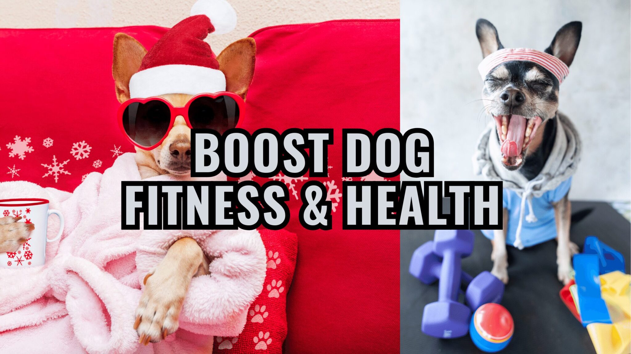 Improving the Physical Health of Dogs: Top Tips for Active Pups