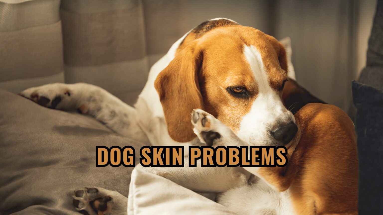 Skin Problems in Dogs: Understanding, Prevention, and Treatment