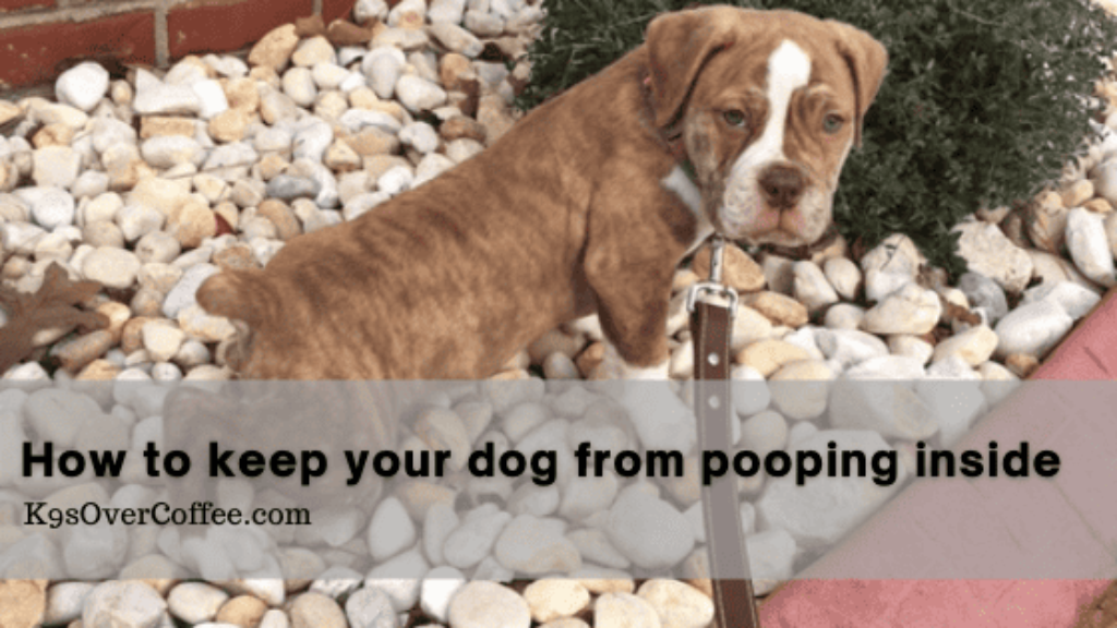 How To Keep Your Dog From Pooping Inside The House - K9sOverCoffee ...